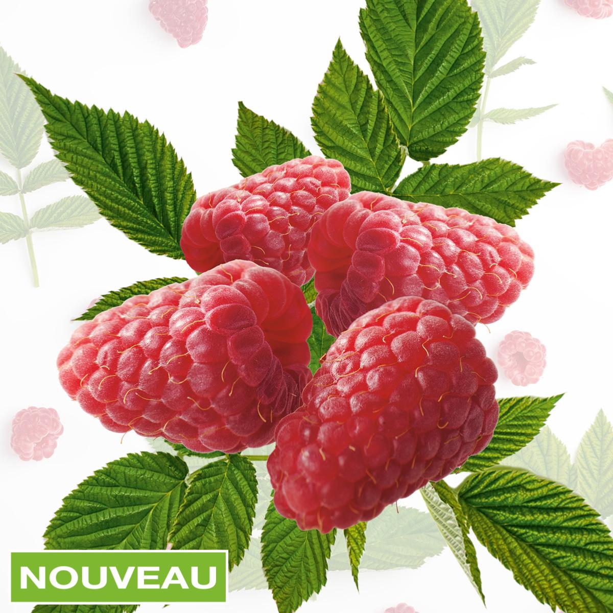 FRAMBOISIER - JOAN J - 4 PIEDS