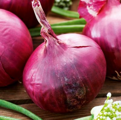 OIGNON ROUGE RED BARON - 1 KG - GRAINES
