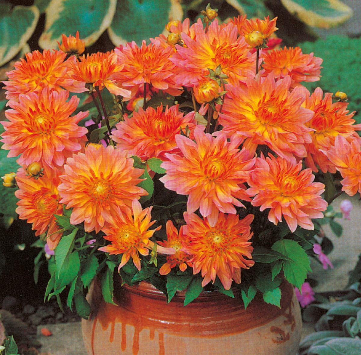 DAHLIA EXTASE - 2 BULBES